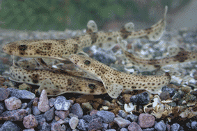 Hajsläpp 2025 - Havets Hus i Lysekil